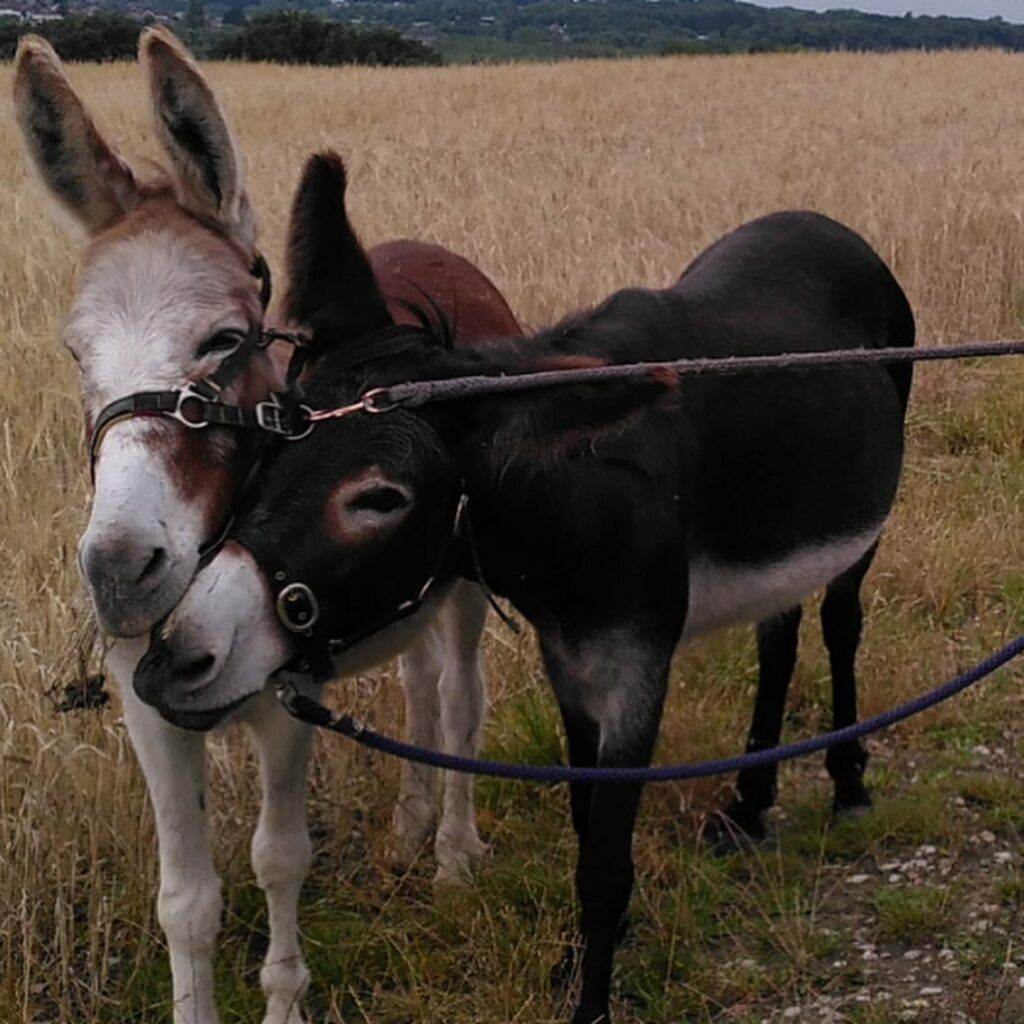 Rehomed – Brinsley Animal Rescue