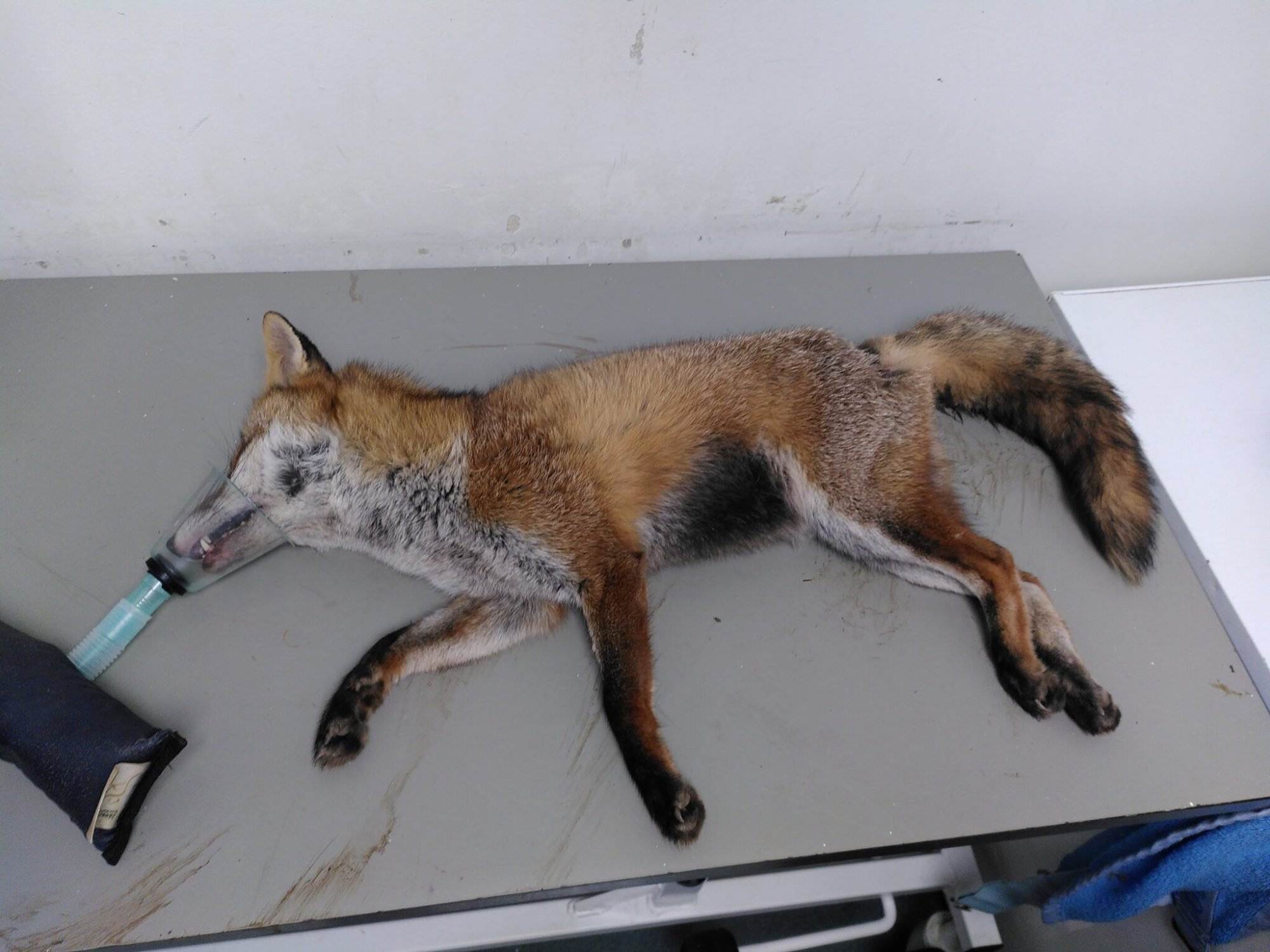Fox Rescue – Brinsley Animal Rescue