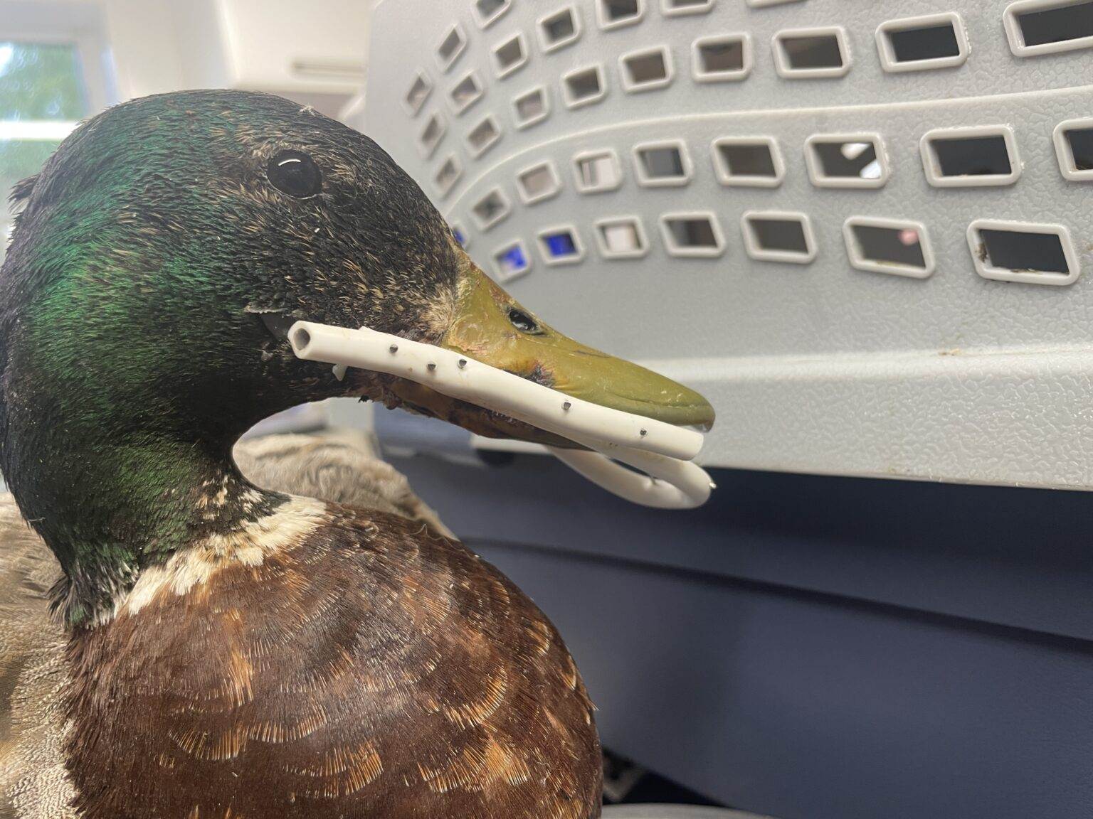 Shot Mallard Duck Receives Vital Surgury – Brinsley Animal Rescue